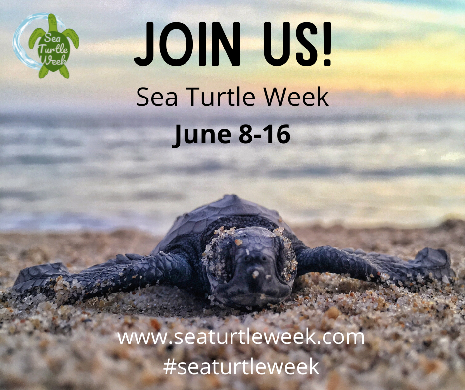 Content to Share — #SeaTurtleWeek