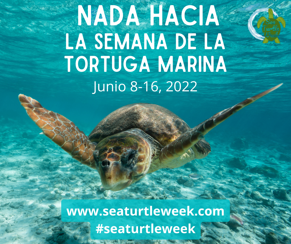 Content to Share — #SeaTurtleWeek