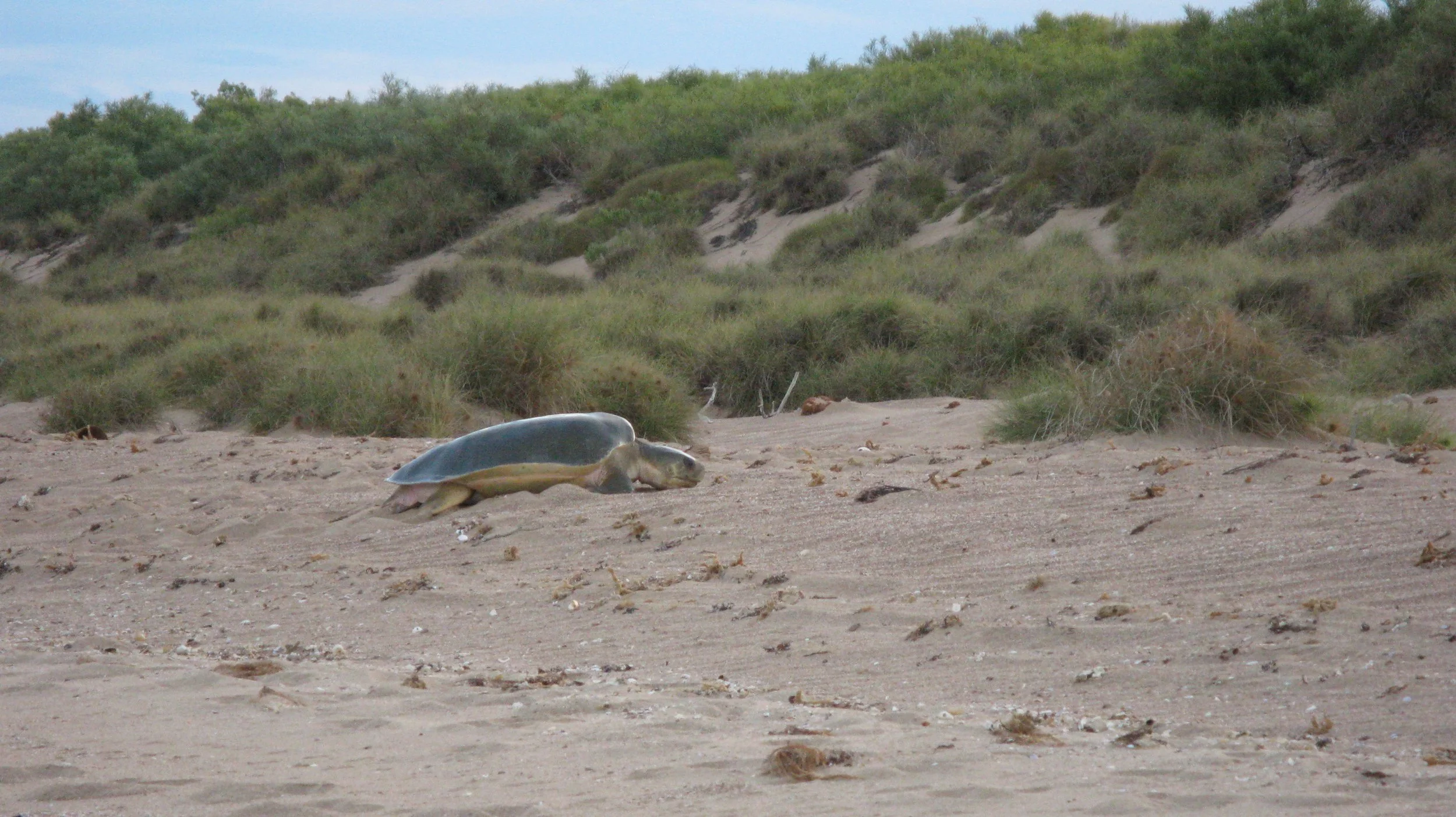 Flatback Day — #SeaTurtleWeek