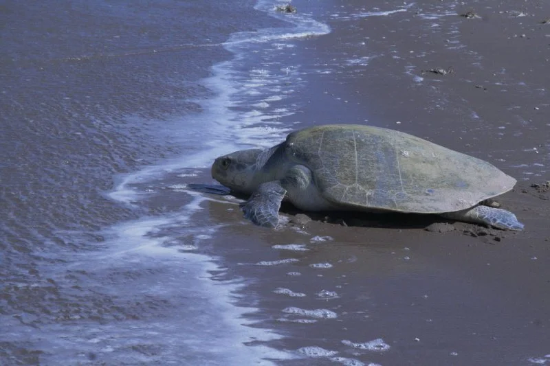 Kemps Ridley Day — #SeaTurtleWeek