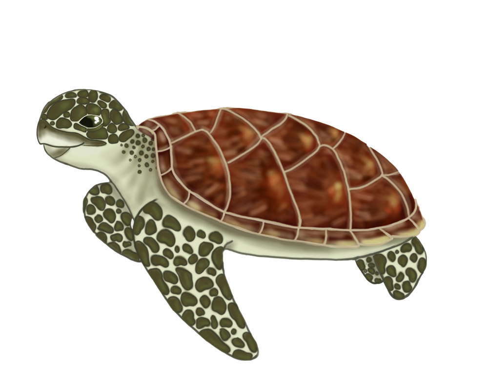 Green Turtle Day — #SeaTurtleWeek
