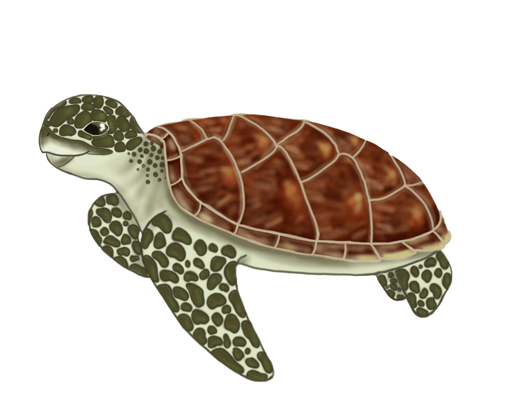 Green Turtle Day — #SeaTurtleWeek