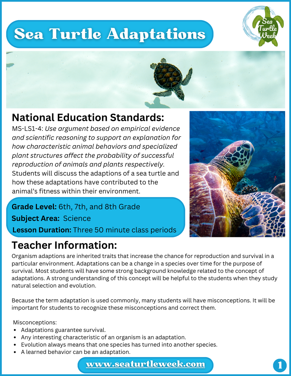 6-8th Grade — #SeaTurtleWeek