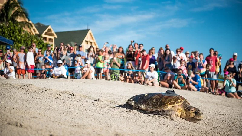 Submit Your Event — #SeaTurtleWeek