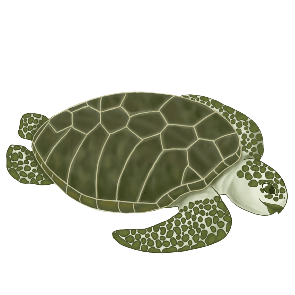 Lesson Plans — #SeaTurtleWeek
