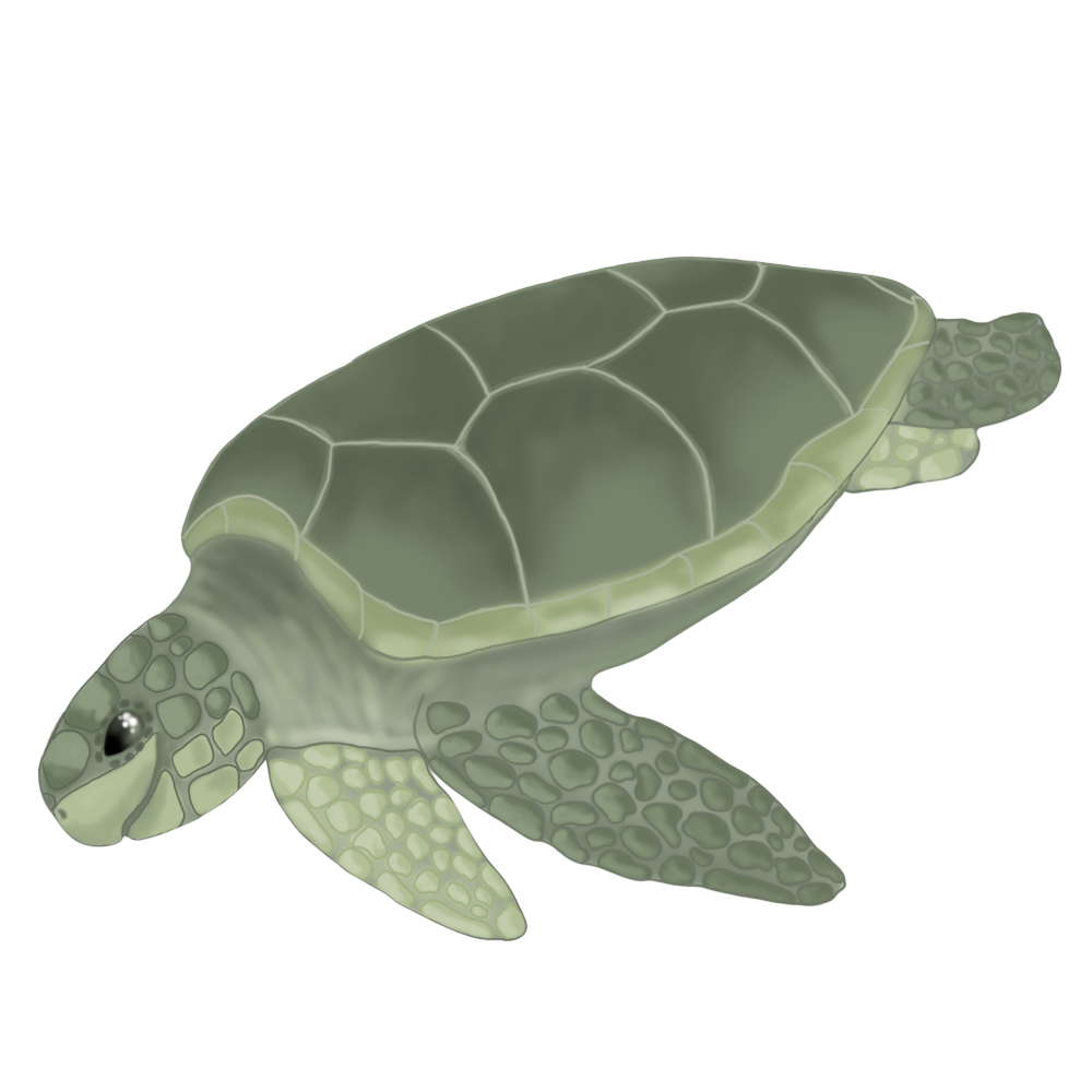 Flatback Day — #SeaTurtleWeek