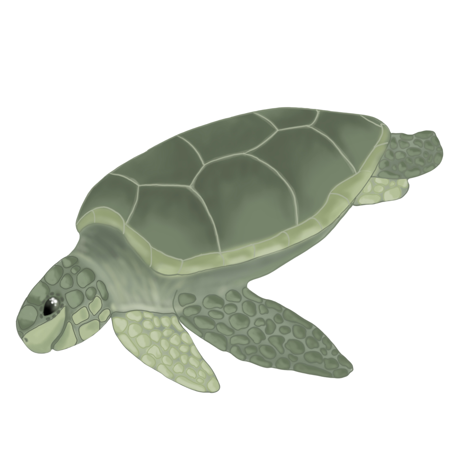 Flatback Day — #SeaTurtleWeek