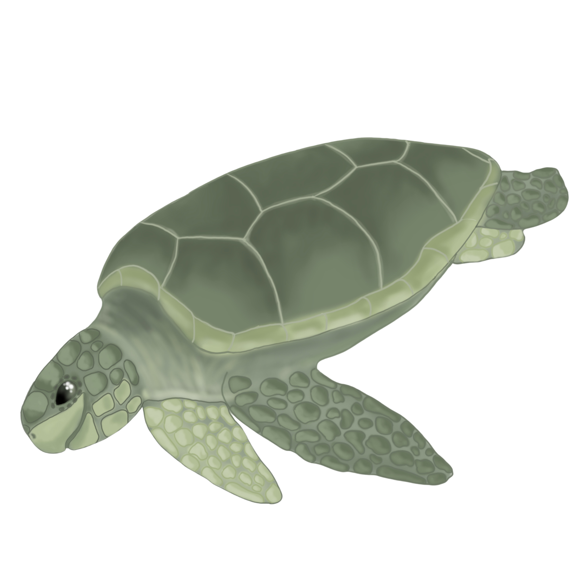 Flatback Day — #SeaTurtleWeek