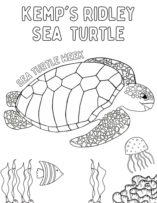 Coloring Sheets — #SeaTurtleWeek