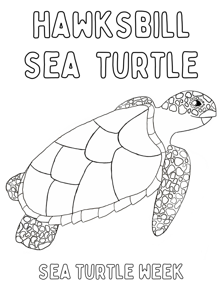 Coloring Sheets — #SeaTurtleWeek