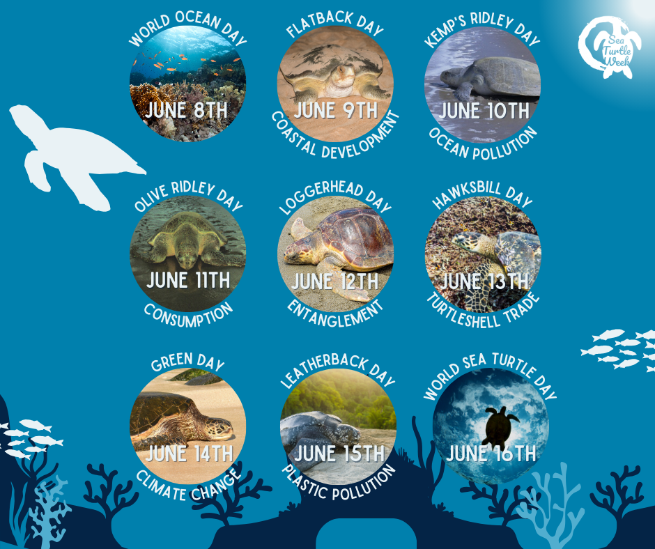 #SeaTurtleWeek