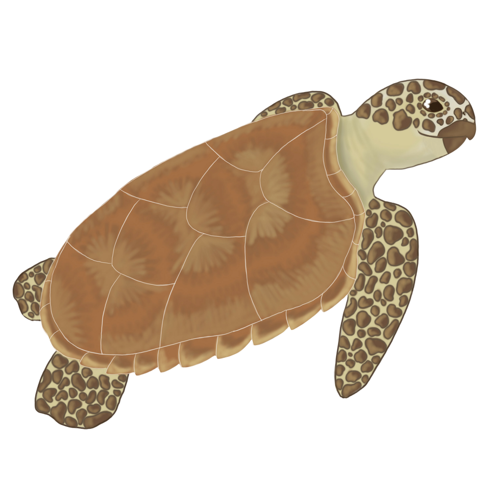 Hawksbill Day — #SeaTurtleWeek