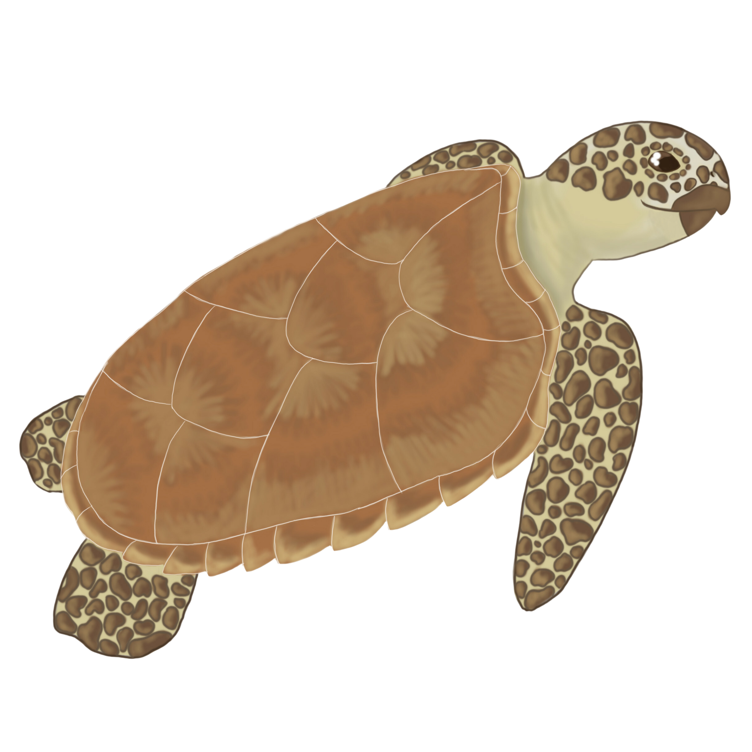 Hawksbill Day — #SeaTurtleWeek