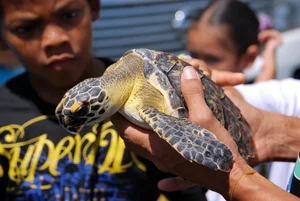 Lesson Plans — #SeaTurtleWeek