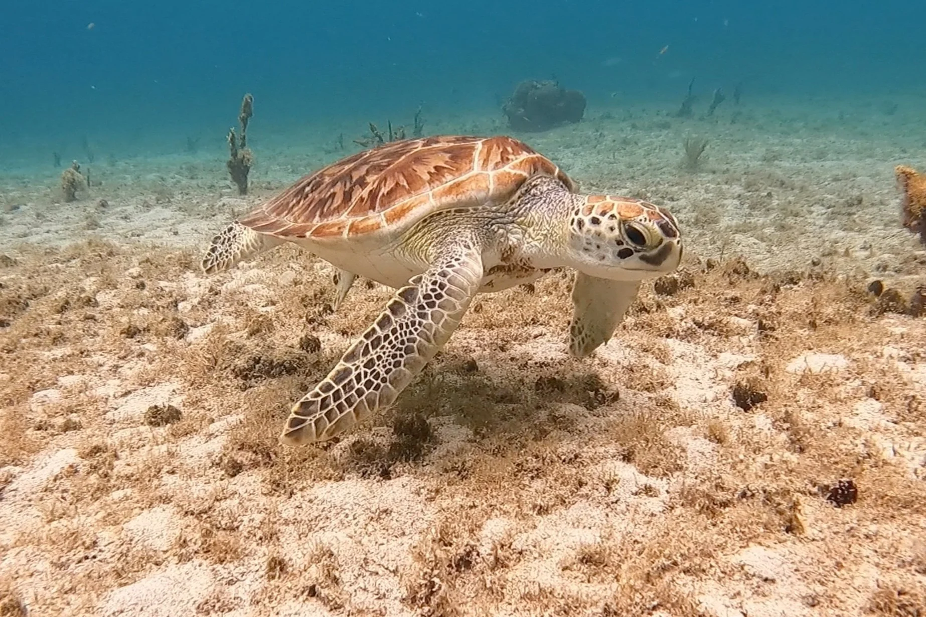 #SeaTurtleWeek