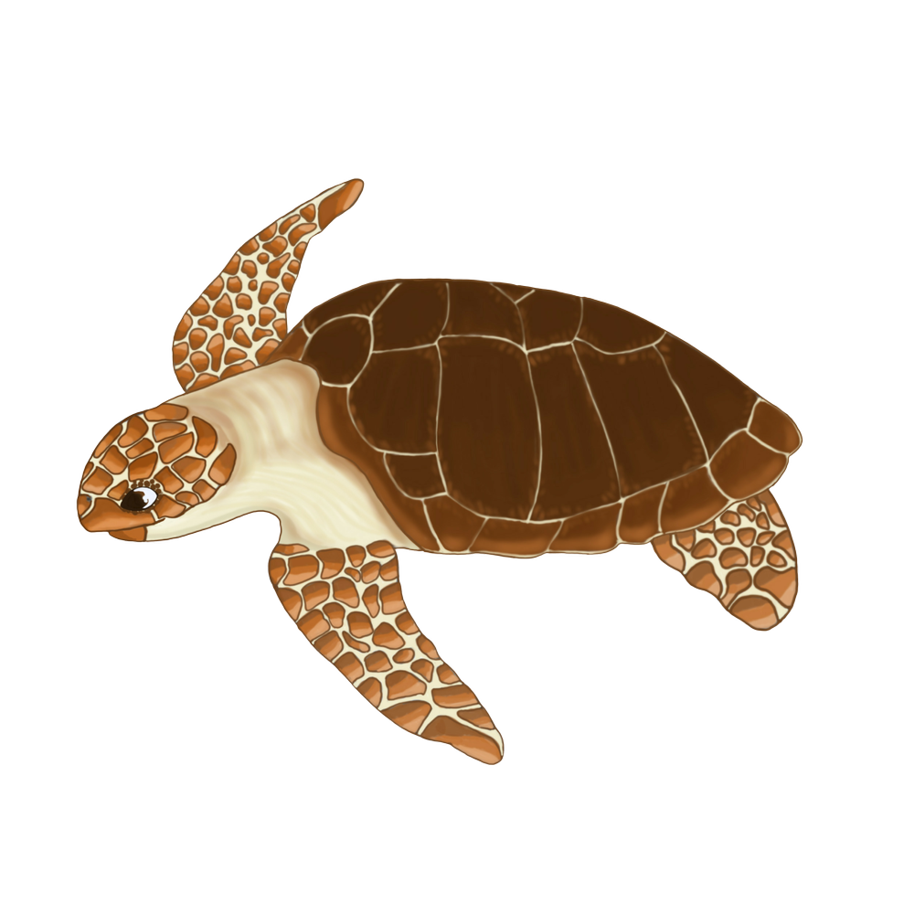 Loggerhead Day — #SeaTurtleWeek