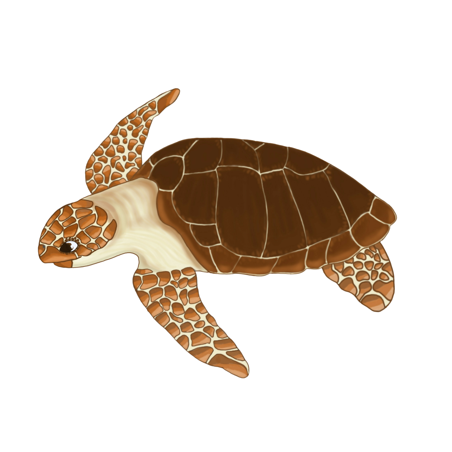 Loggerhead Day — #SeaTurtleWeek