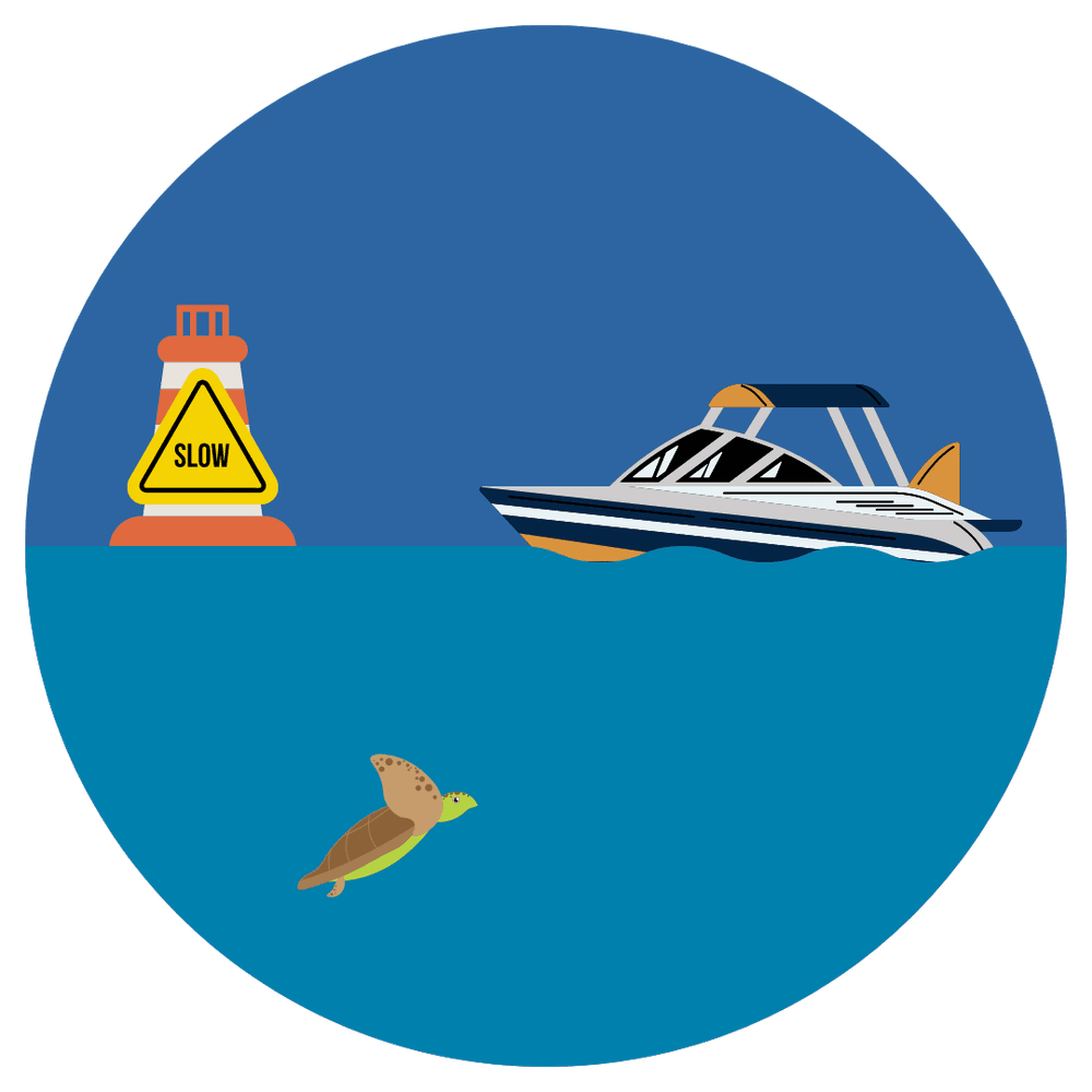 Ways To Help — #SeaTurtleWeek