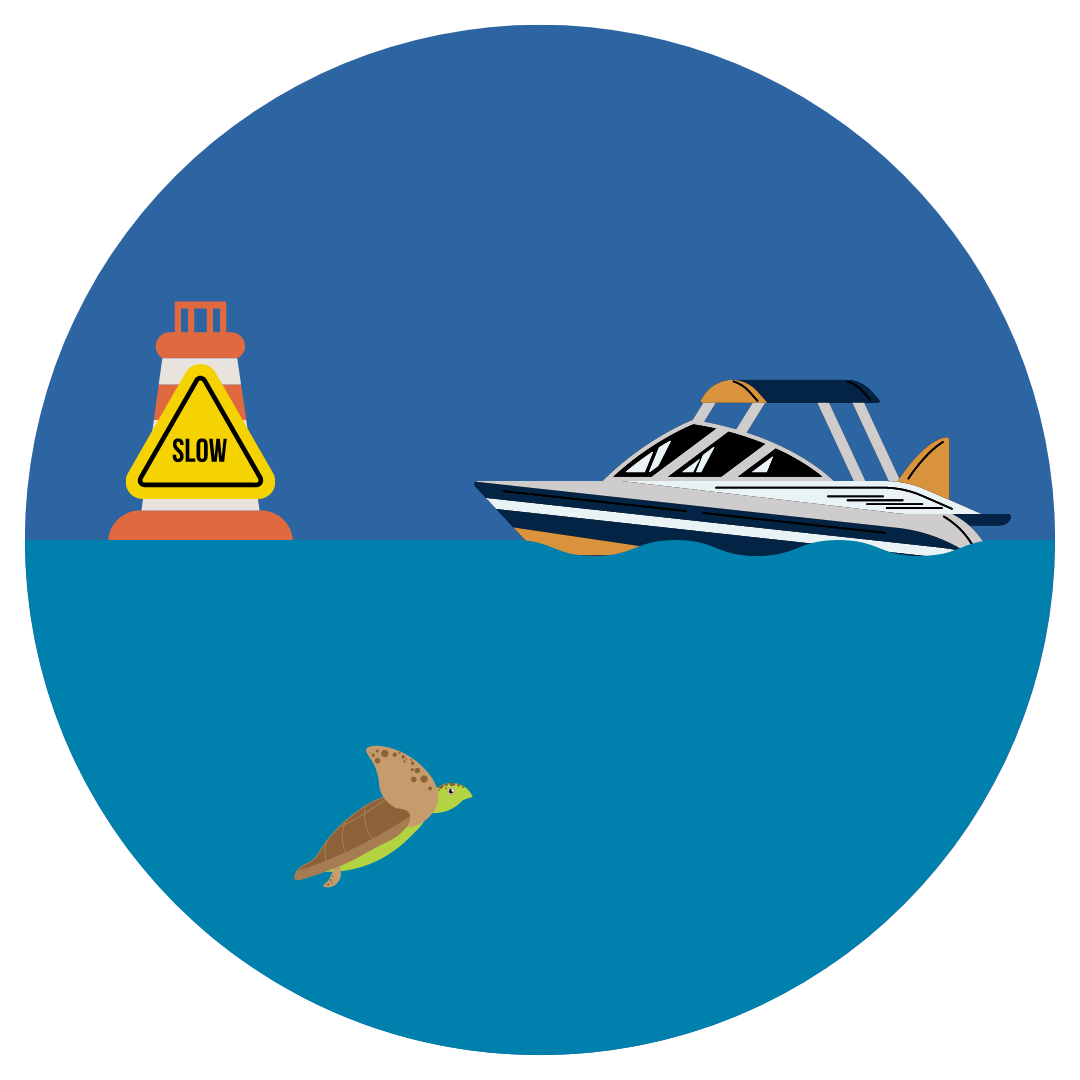 Ways To Help — #SeaTurtleWeek
