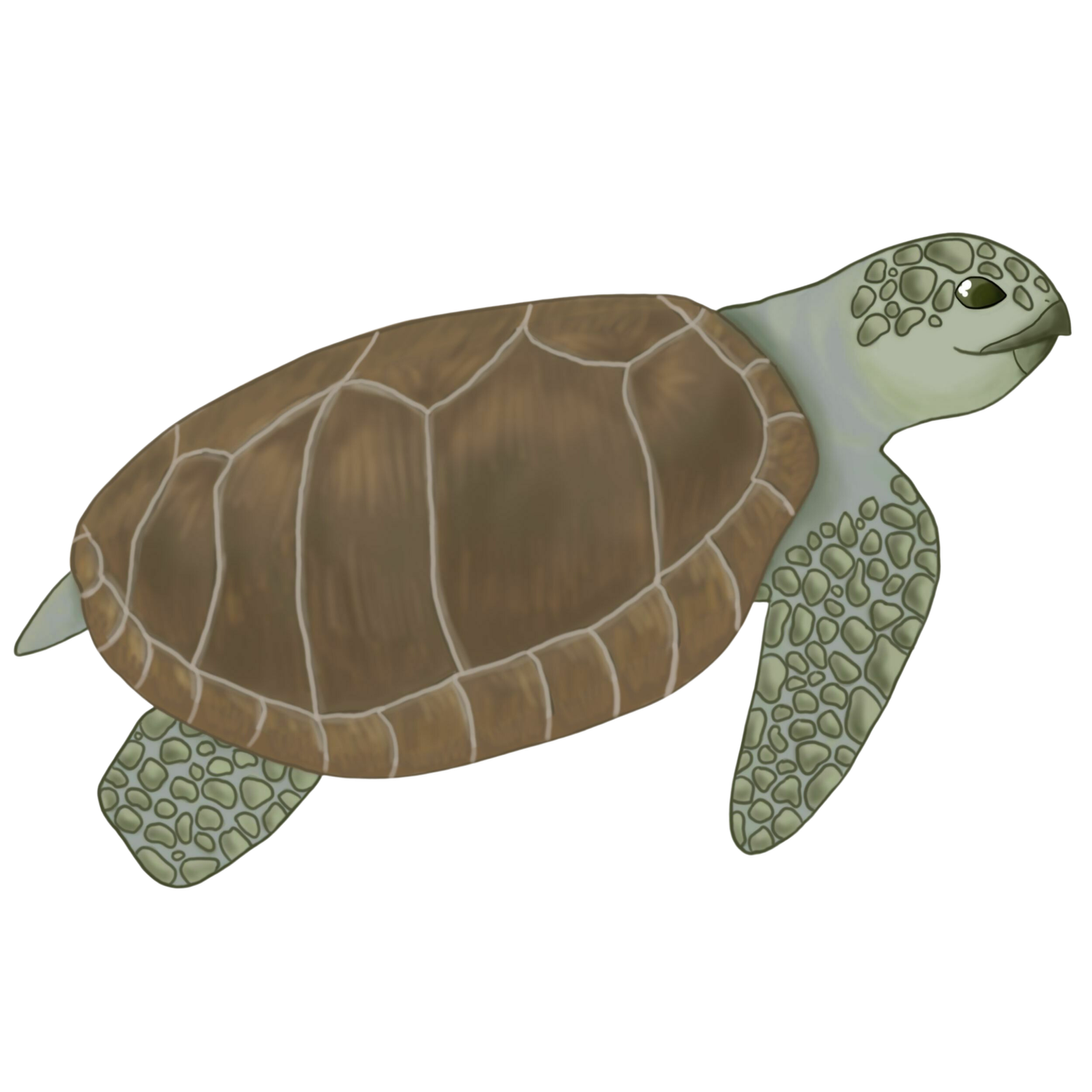 Olive Ridley Day — #SeaTurtleWeek