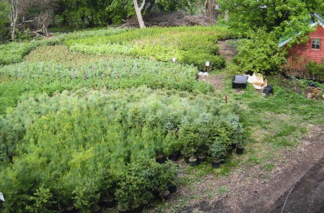 DeBoer Tree Farm