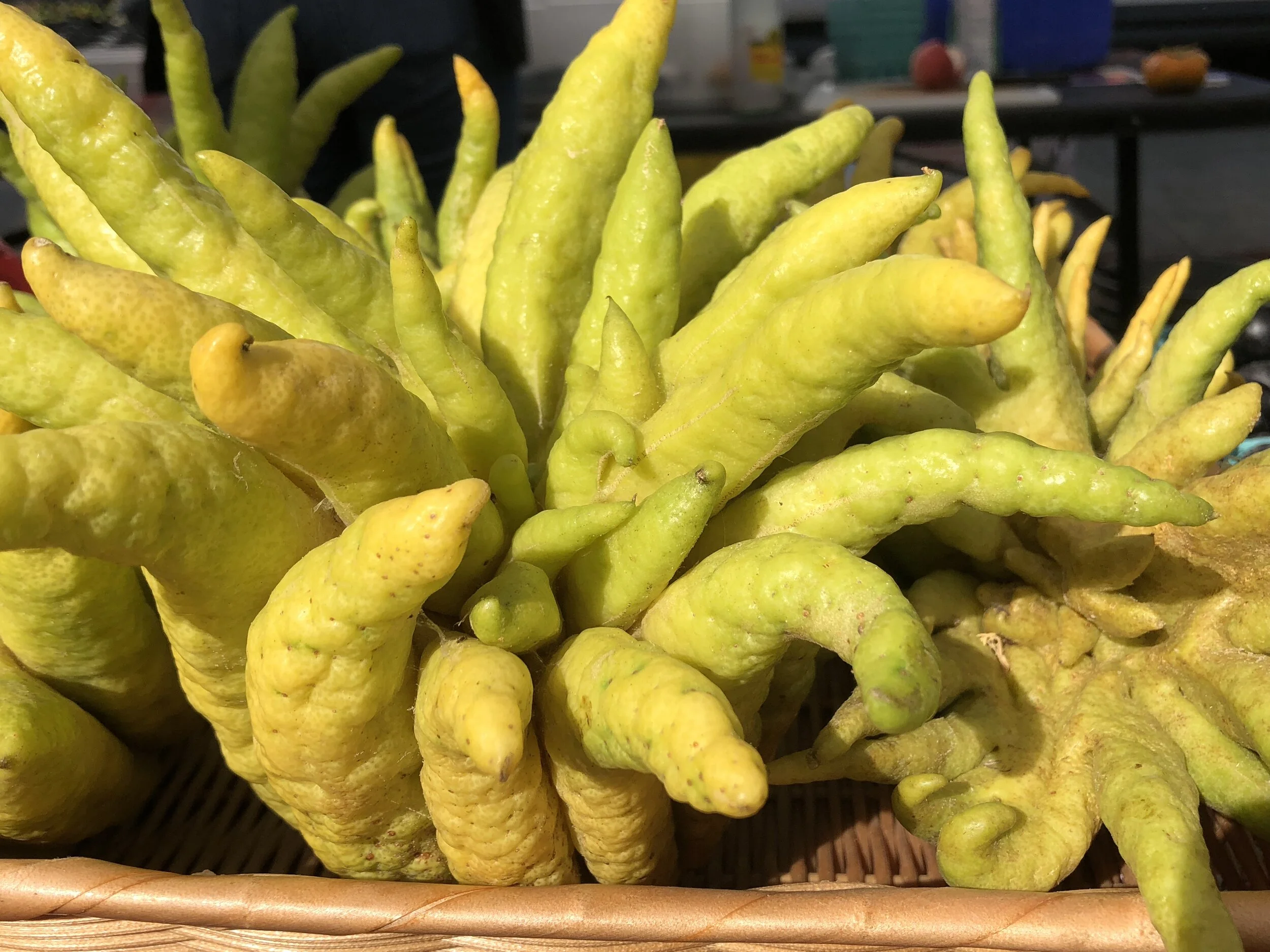 The Secret History of the Etrog (aka Citron) — Consciously Kosher