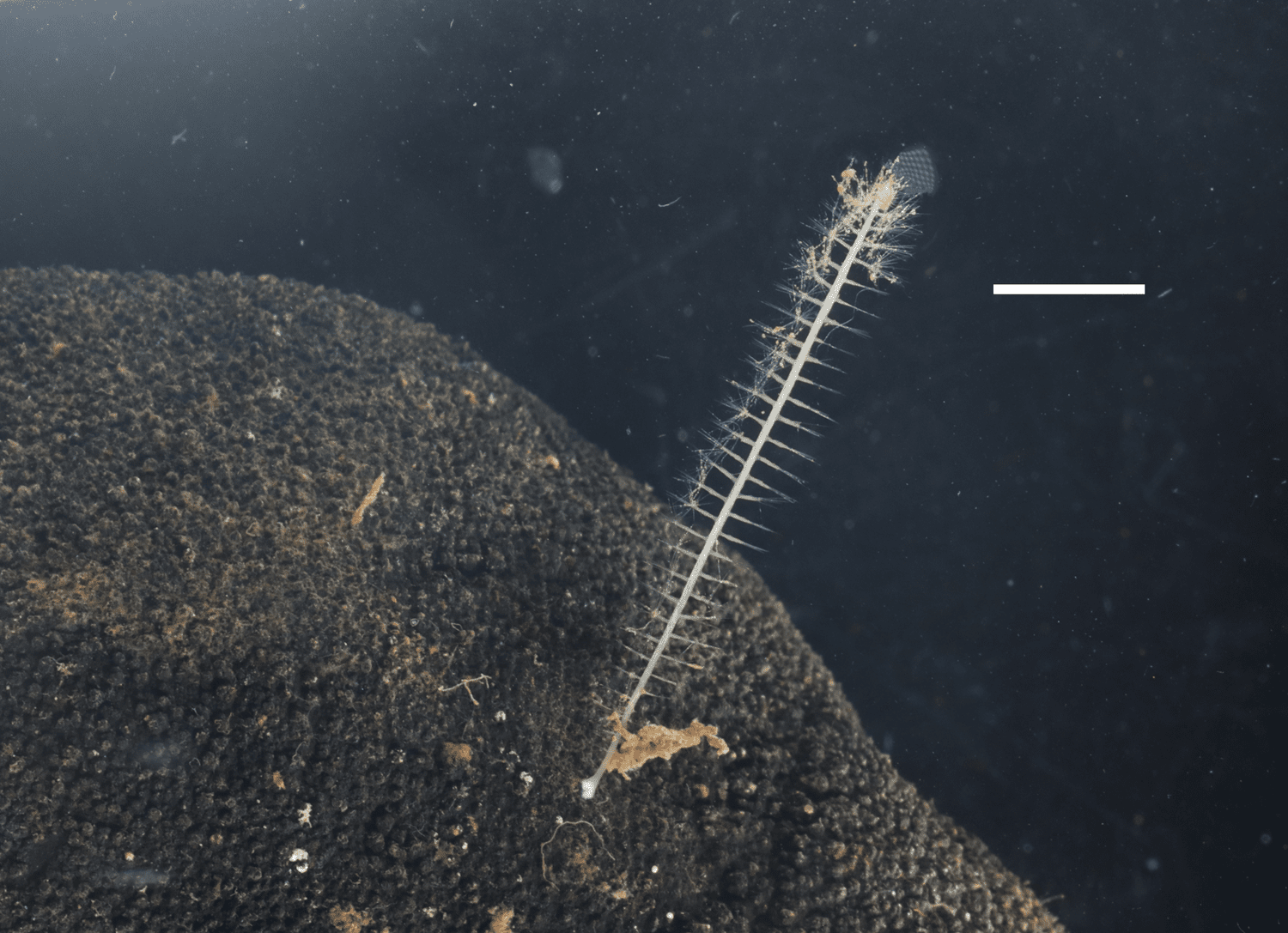 All creatures great and small—life in the abyss — Cook Islands Seabed ...