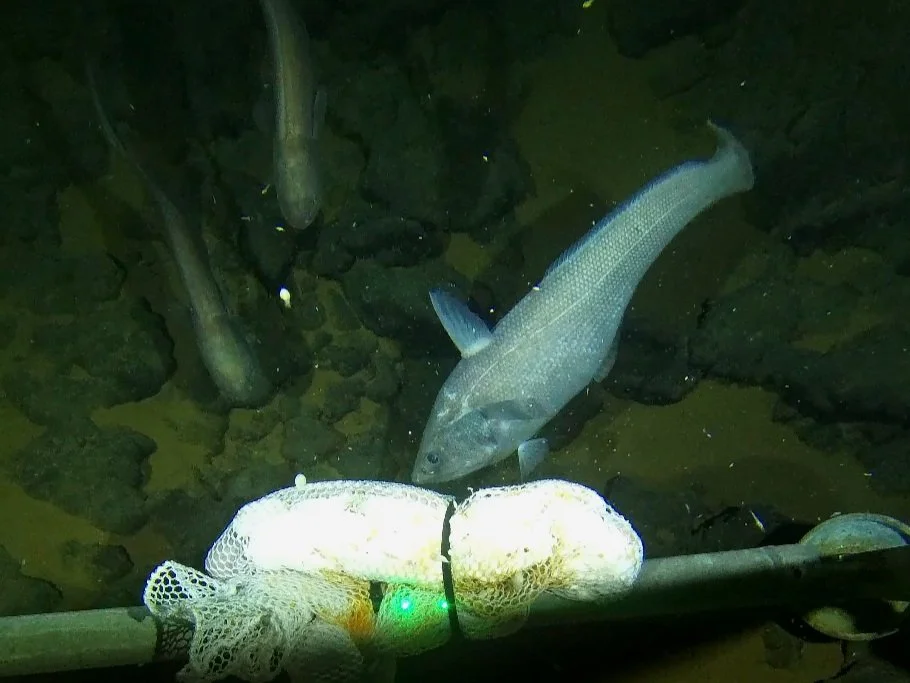 All creatures great and small—life in the abyss — Cook Islands Seabed ...