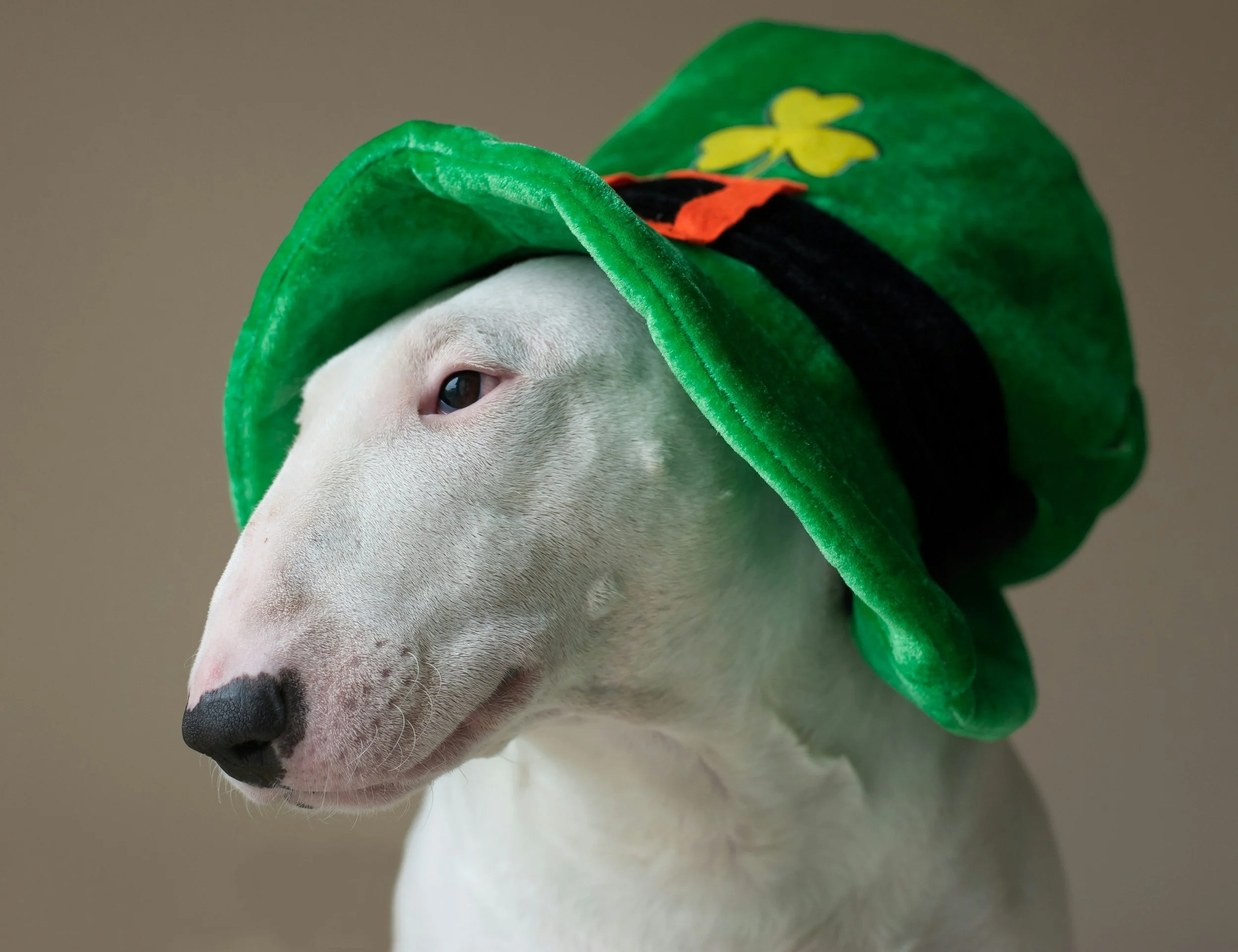 Barnes Veterinary Neurology
