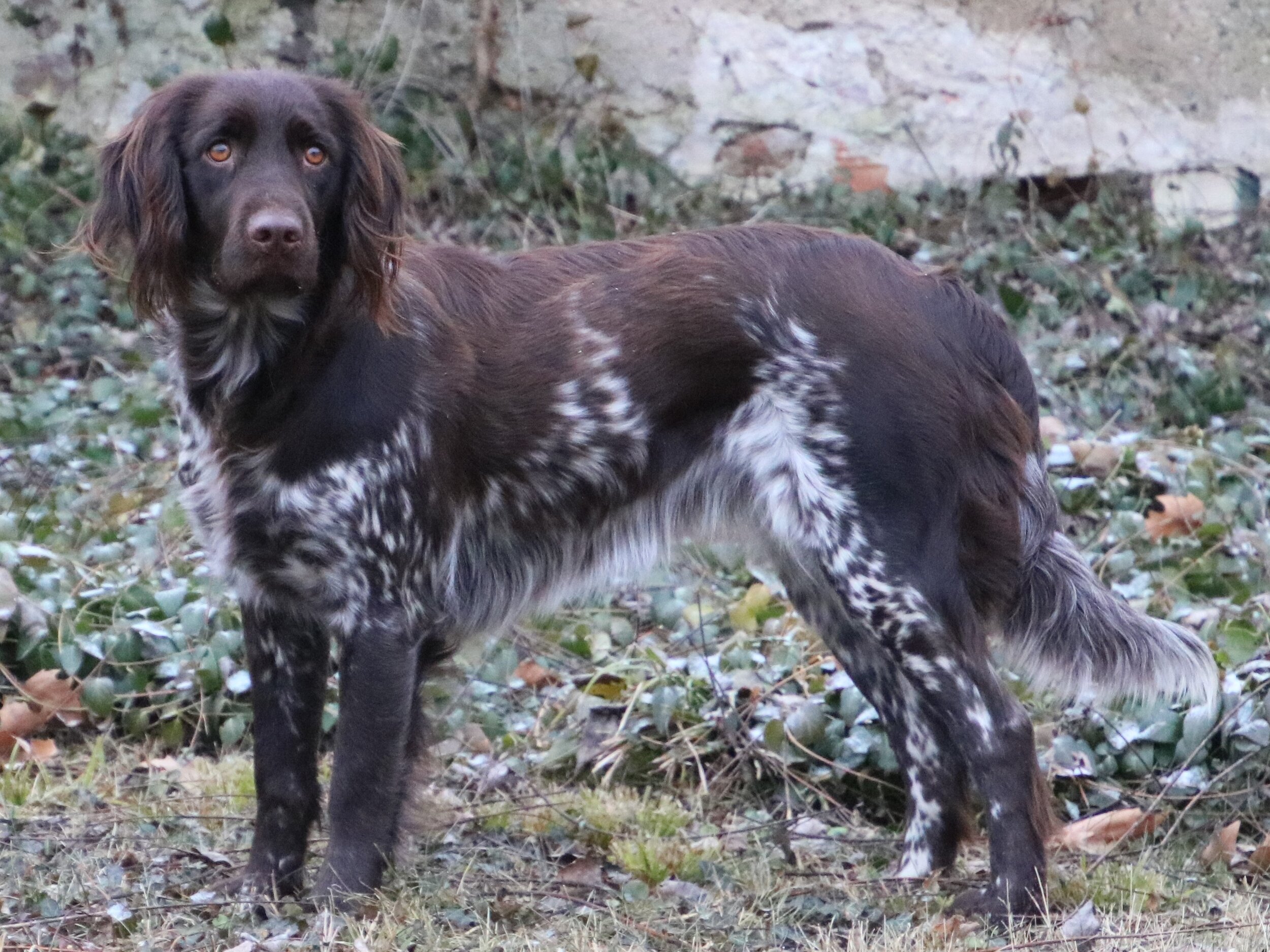 Zuchthündinnen Kleiner Münsterländer — Der Münsterländer