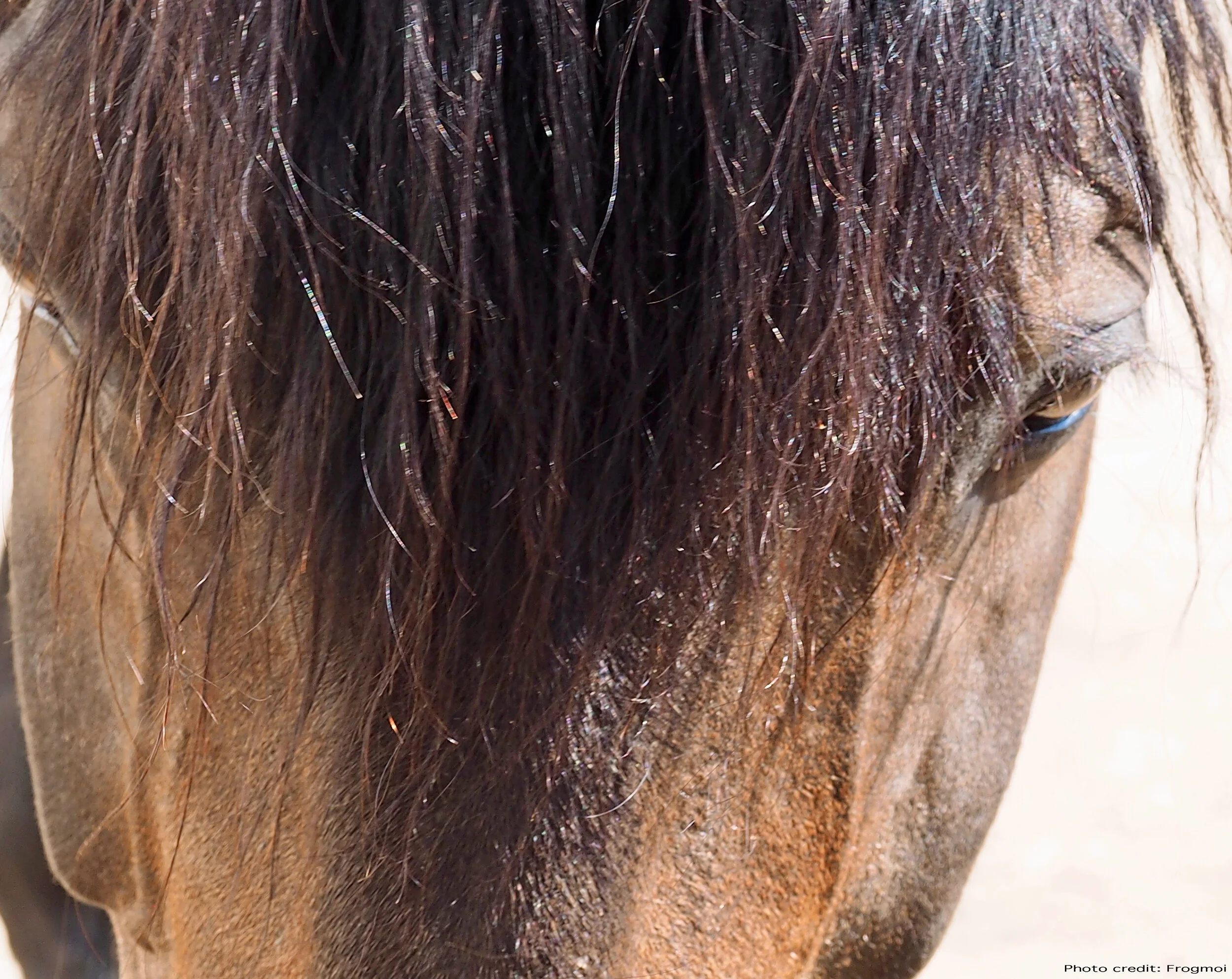 Products — Frogworks