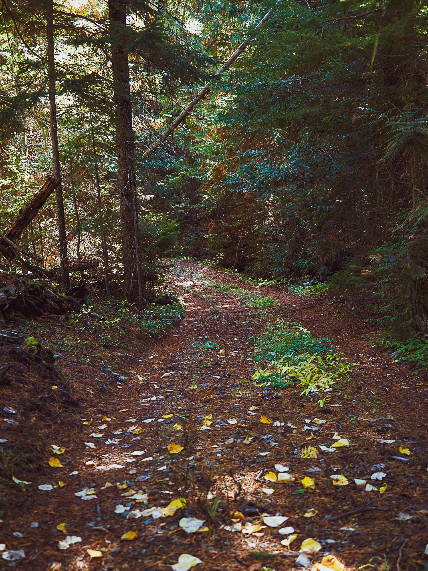 Products — Frogworks