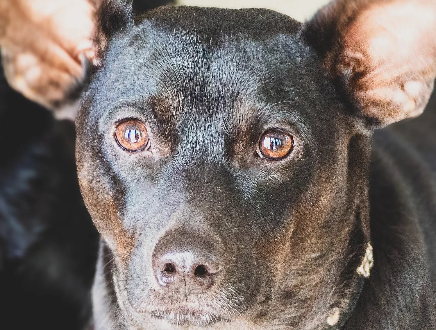 Products — Frogworks