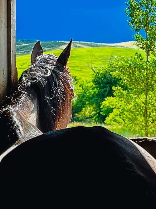 Products — Frogworks