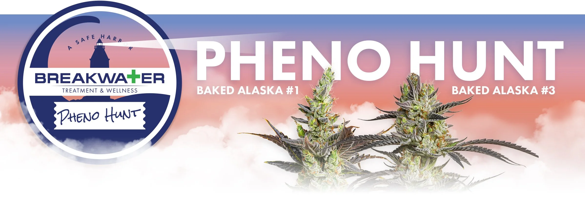 Breakwater's Baked Alaska Pheno Hunt — Breakwater Dispensary
