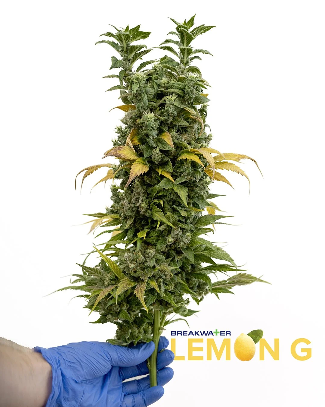 Lemon G Premium Bud — Breakwater Treatment & Wellness