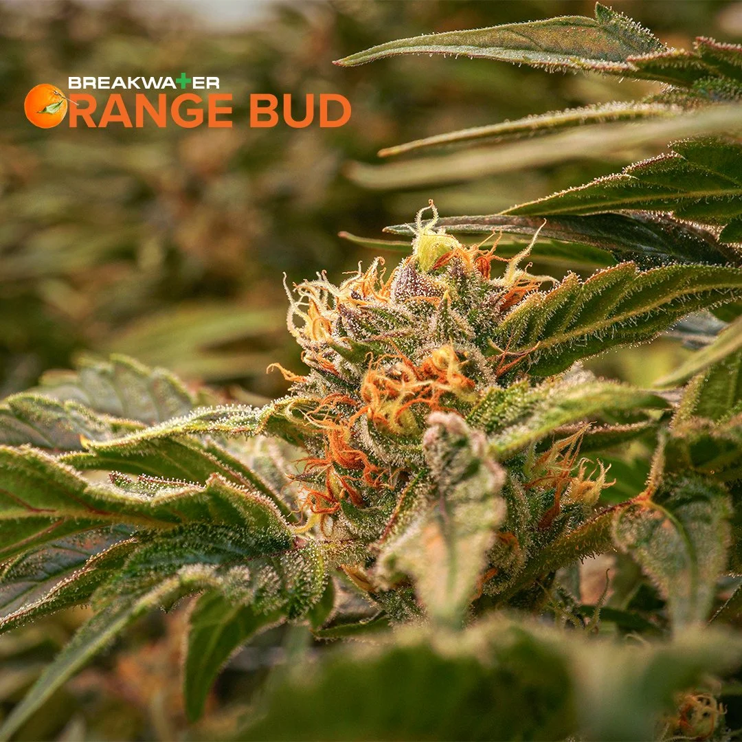Orange Bud Premium Bud — Breakwater Dispensary