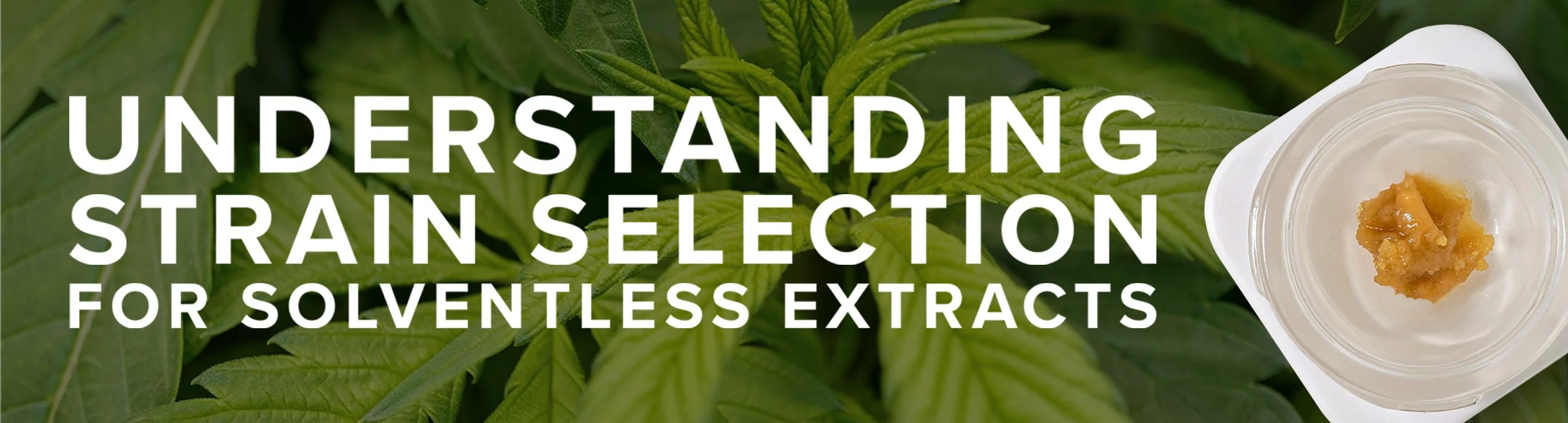 Understanding Strain Selection for Solventless Extracts — Breakwater ...