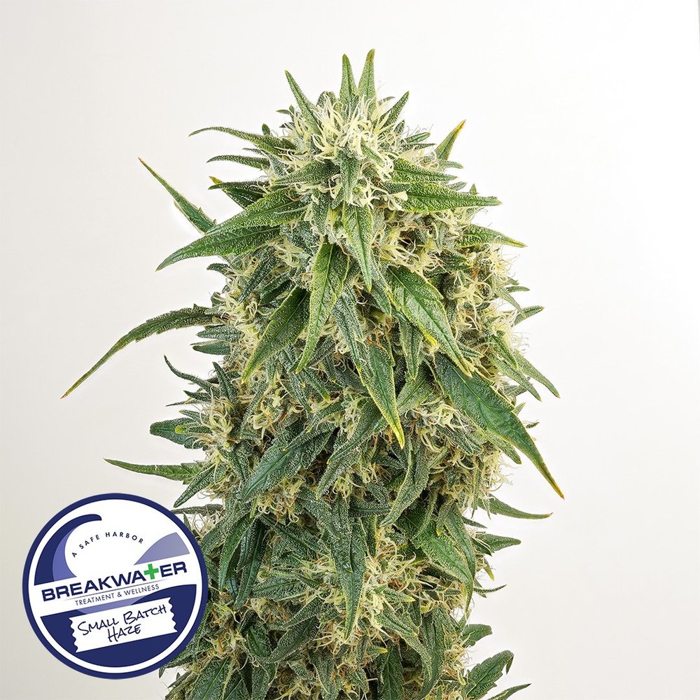 Small Batch - Ghost Train Haze — Breakwater Treatment & Wellness