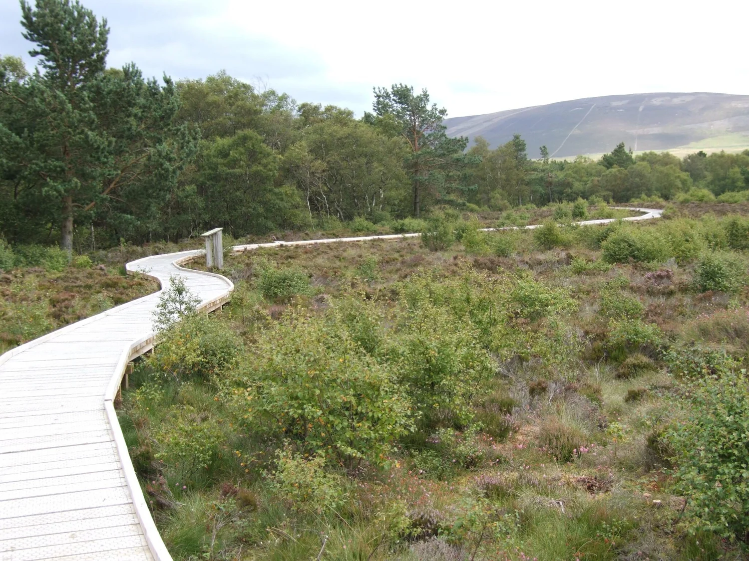 Peat Bogs