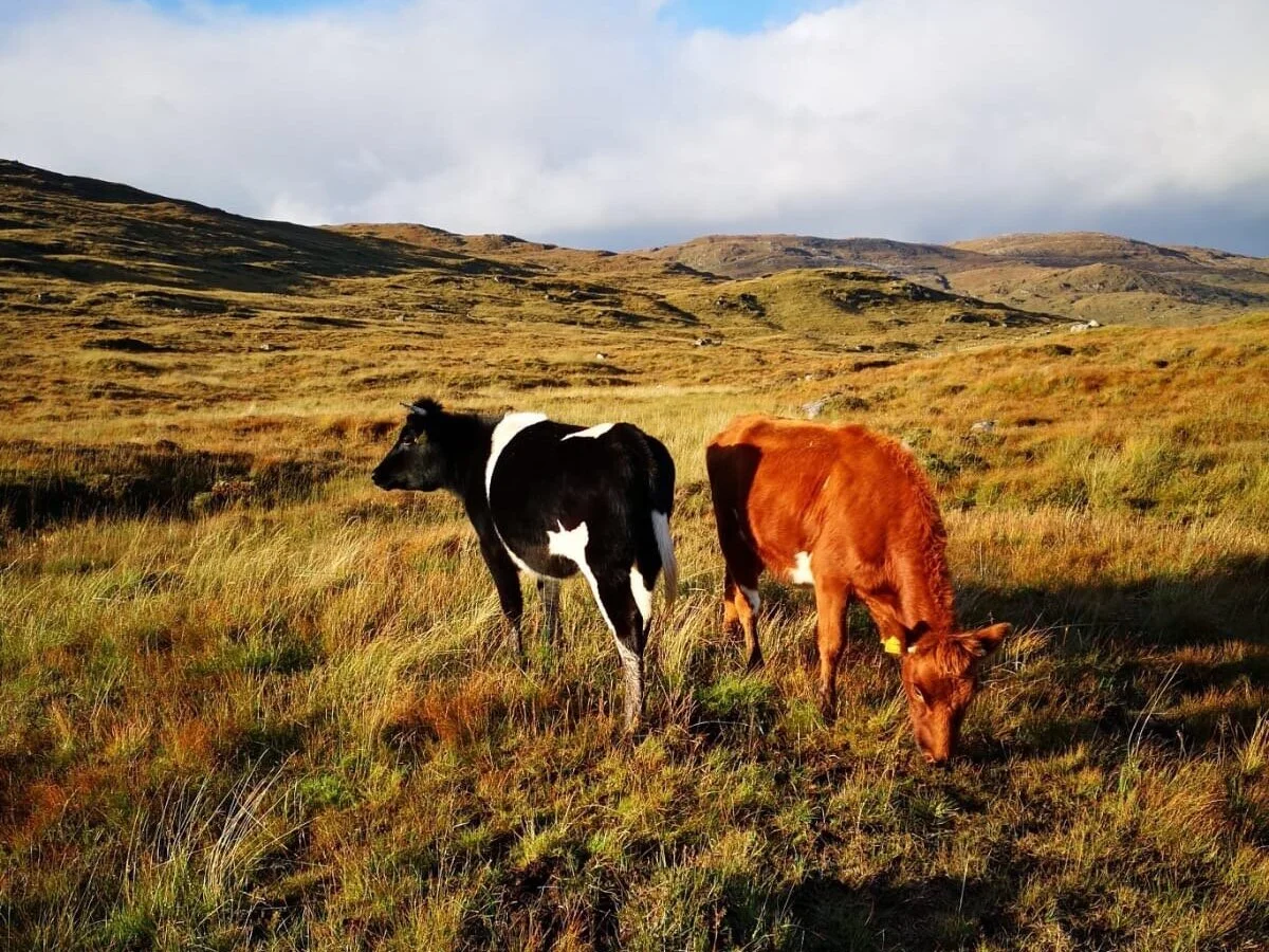 Iconic Cattle of Scotland - The Shetland Cow — Darach Social Croft