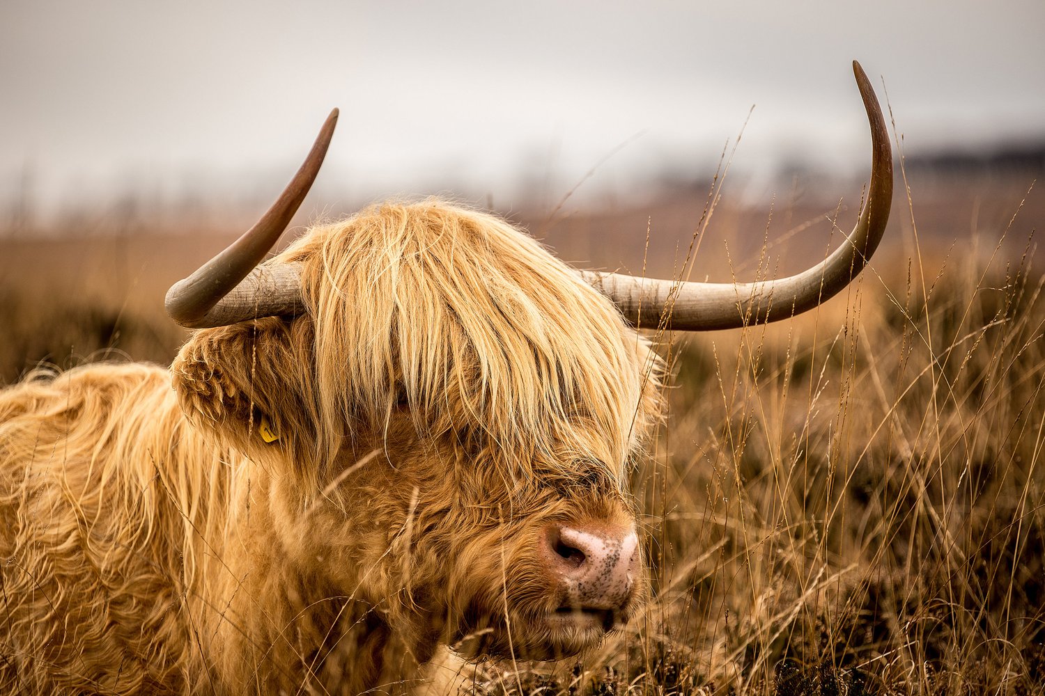 Scottish Highland Cattle