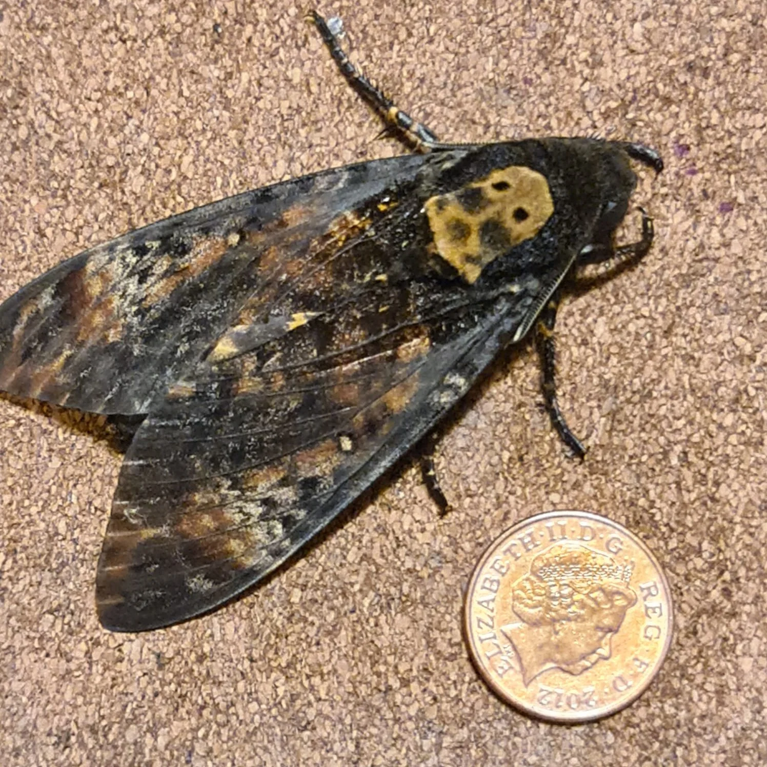 Death Face Moth