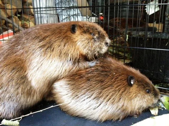 Beaver — The Lands Council