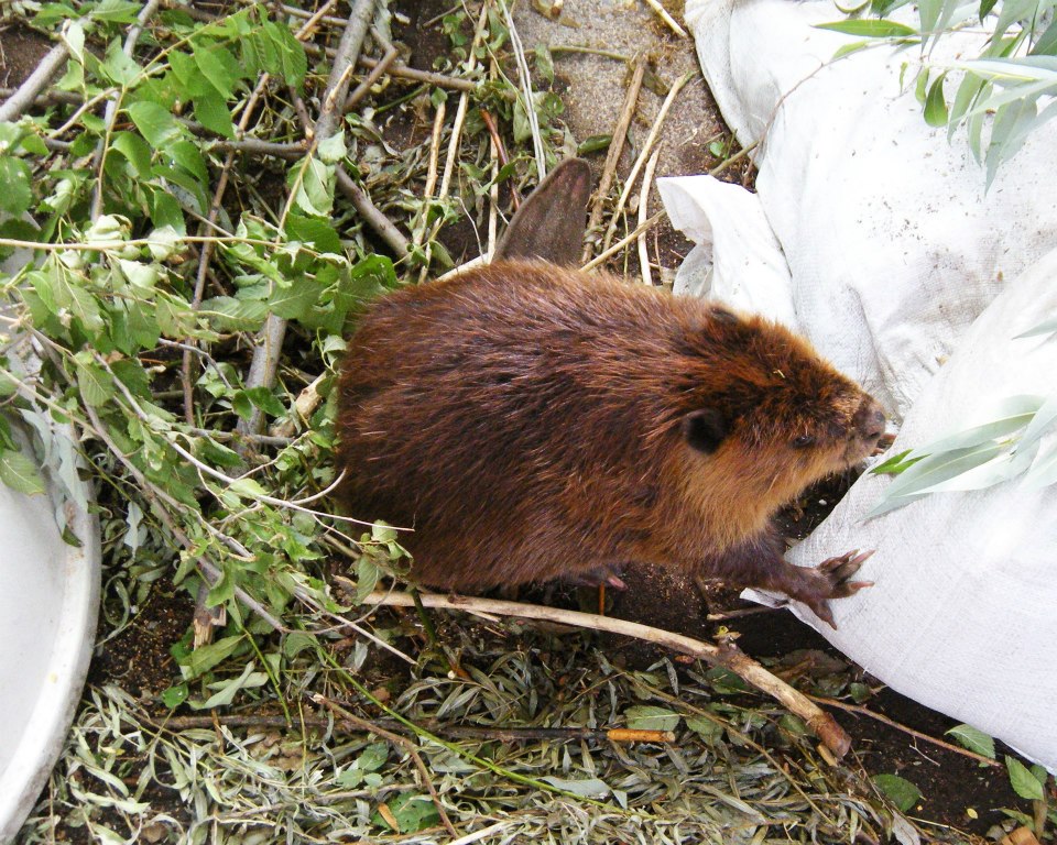Beaver — The Lands Council