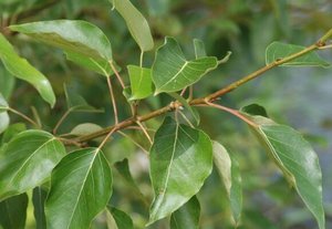 Native Trees and Plants You Will See Everywhere In Spokane — The Lands ...