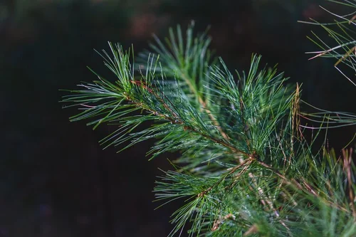Native Trees and Plants You Will See Everywhere In Spokane — The Lands ...