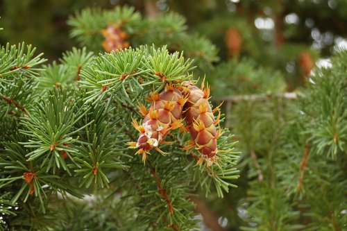 Native Trees and Plants You Will See Everywhere In Spokane — The Lands ...
