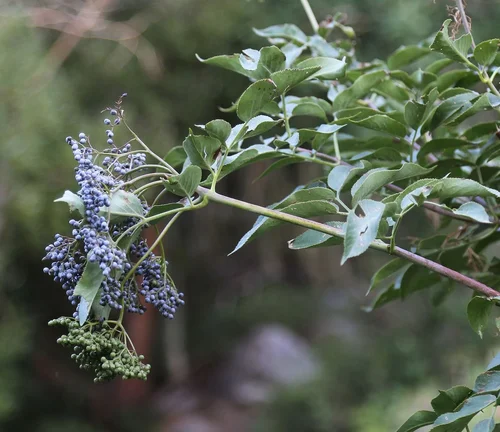 Native Trees and Plants You Will See Everywhere In Spokane — The Lands ...