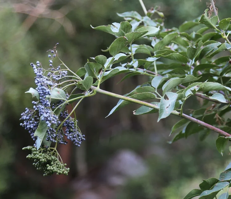Native Trees and Plants You Will See Everywhere In Spokane — The Lands ...